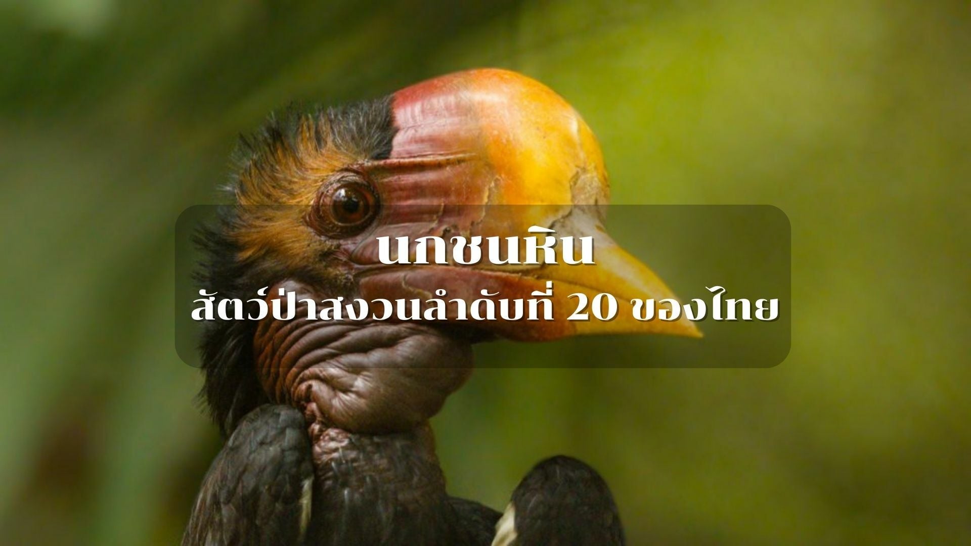 รู้จัก นกชนหิน สัตว์ป่าสงวนเสี่ยงสูญพันธุ์ลำดับที่ 20 ของไทย | Thaiger ...