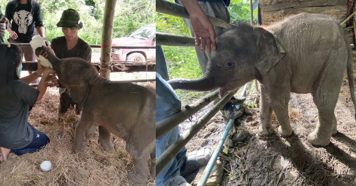 เปิดคลิป เจ้าตุลา ช้างป่าพลัดหลงเพศผู้ ด้านทีมแพทย์อัปเดตอาการต่อเนื่อง ...