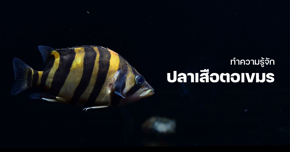 'ปลาเสือตอเขมร' สายพันธุ์ปลาสวยงาม ราคาแพงเหยียบแสน | Thaiger ข่าวไทย