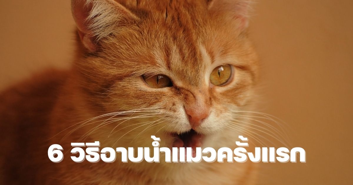 รวม 6 วิธีอาบน้ำแมวครั้งแรก อาบอย่างไรให้ถูกใจเจ้านาย | Thaiger ข่าวไทย