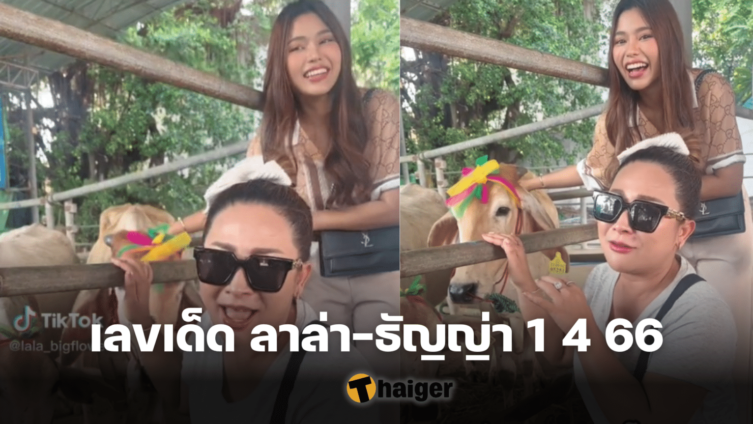 ชี้เป้า ลาล่า-ธัญญ่า ควงแขนทำบุญ ไถ่ชีวิตโค โชว์เลขเด็ด 1 4 66 | Thaiger ข่าวไทย