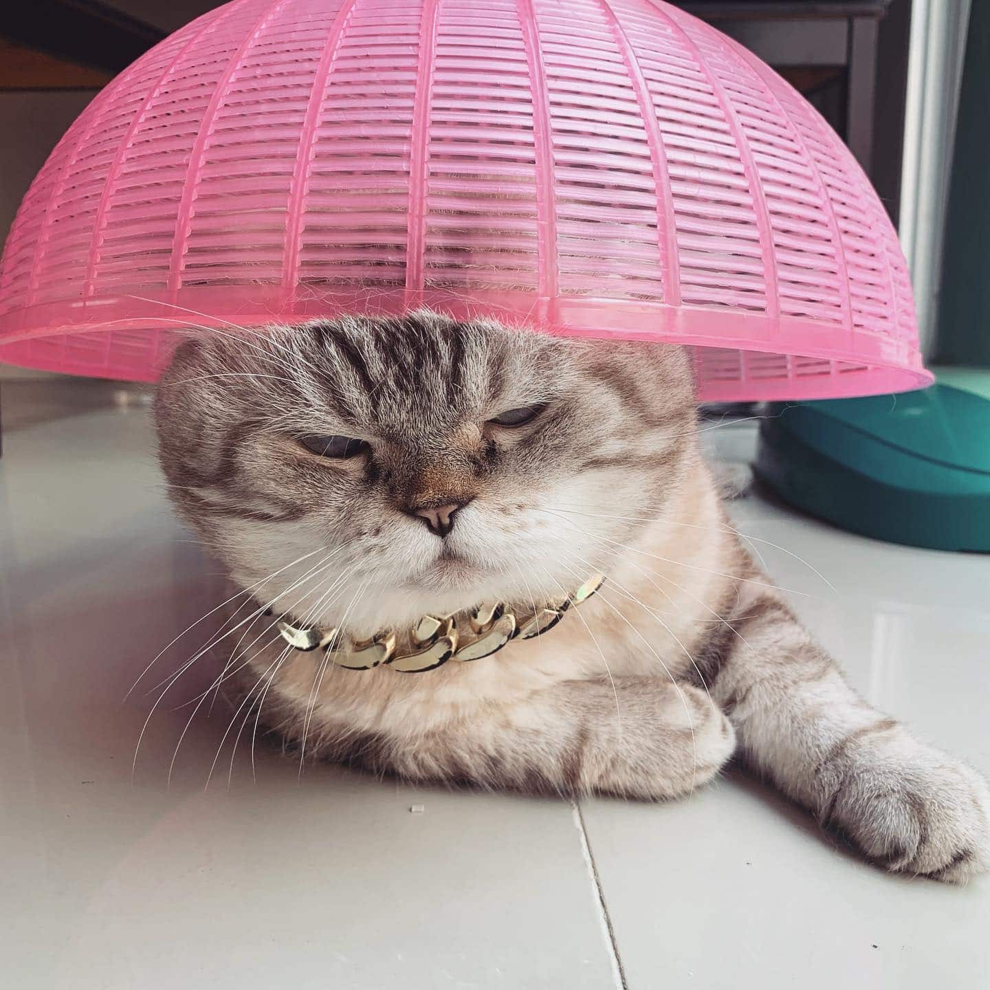 รวมความน่ารัก 'เฉโป' แมวเซเลบ VRZO เหมียวนักคอนเทนต์รุ่นบุกเบิก ...