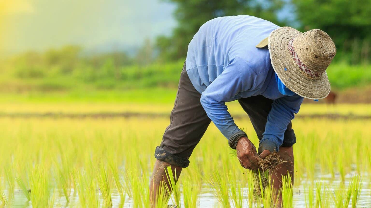 ตรวจสอบสิทธิเกษตร เงินช่วยชาวนา ไร่ละ 1000 บาท ผ่านเว็บไซต์ efarmer.doae.go.th | Thaiger ข่าวไทย