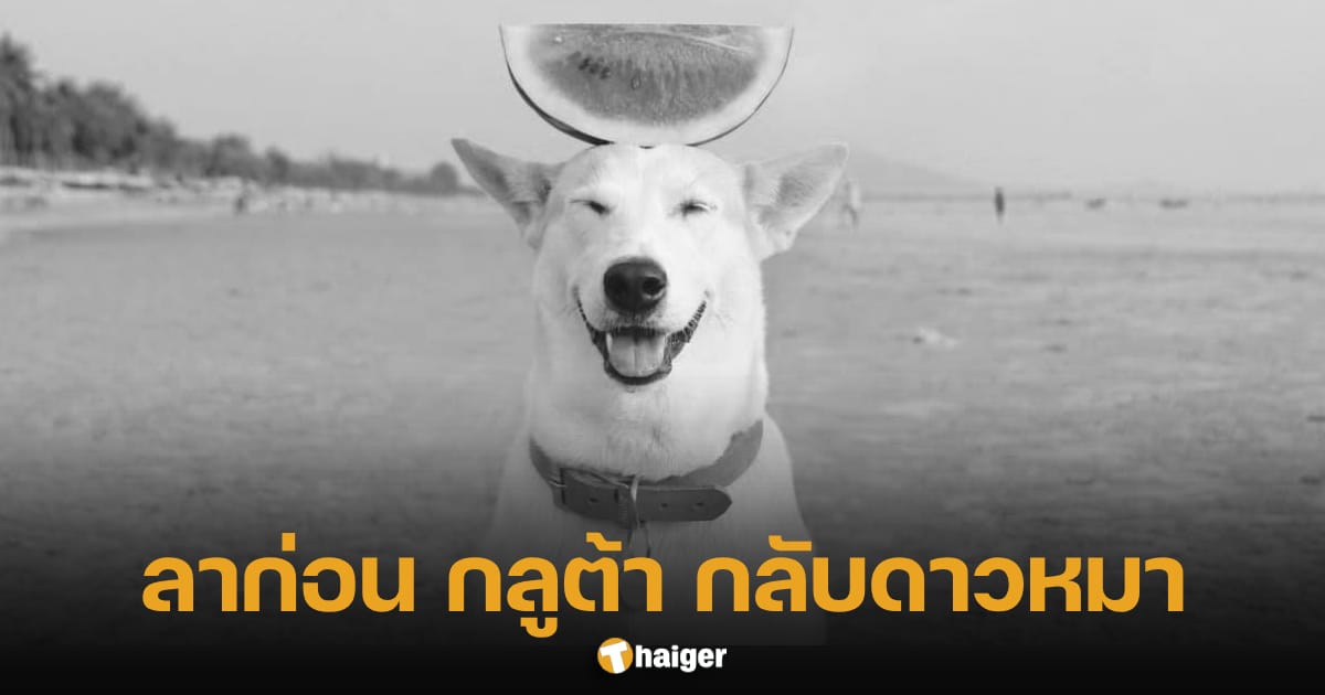ลาก่อน กลูต้า กลับดาวหมา ปิดตำนานเซเลบ 4 ขา เพจ Gluta Story | Thaiger ...