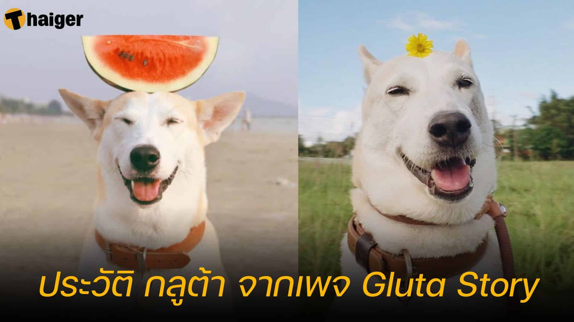 ประวัติ "กลูต้า" เซเลบ 4 ขา จากเพจ Gluta Story ขวัญใจชาวเน็ตไทย ...
