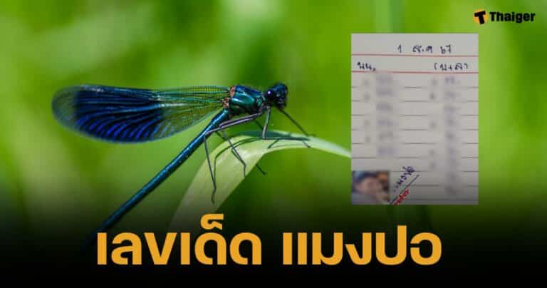 เลขเด็ด แมงปอ งวด 1 ส.ค 67 เจ้าแมลงคาบโชค เต็งเลข 3-4 | Thaiger ข่าวไทย