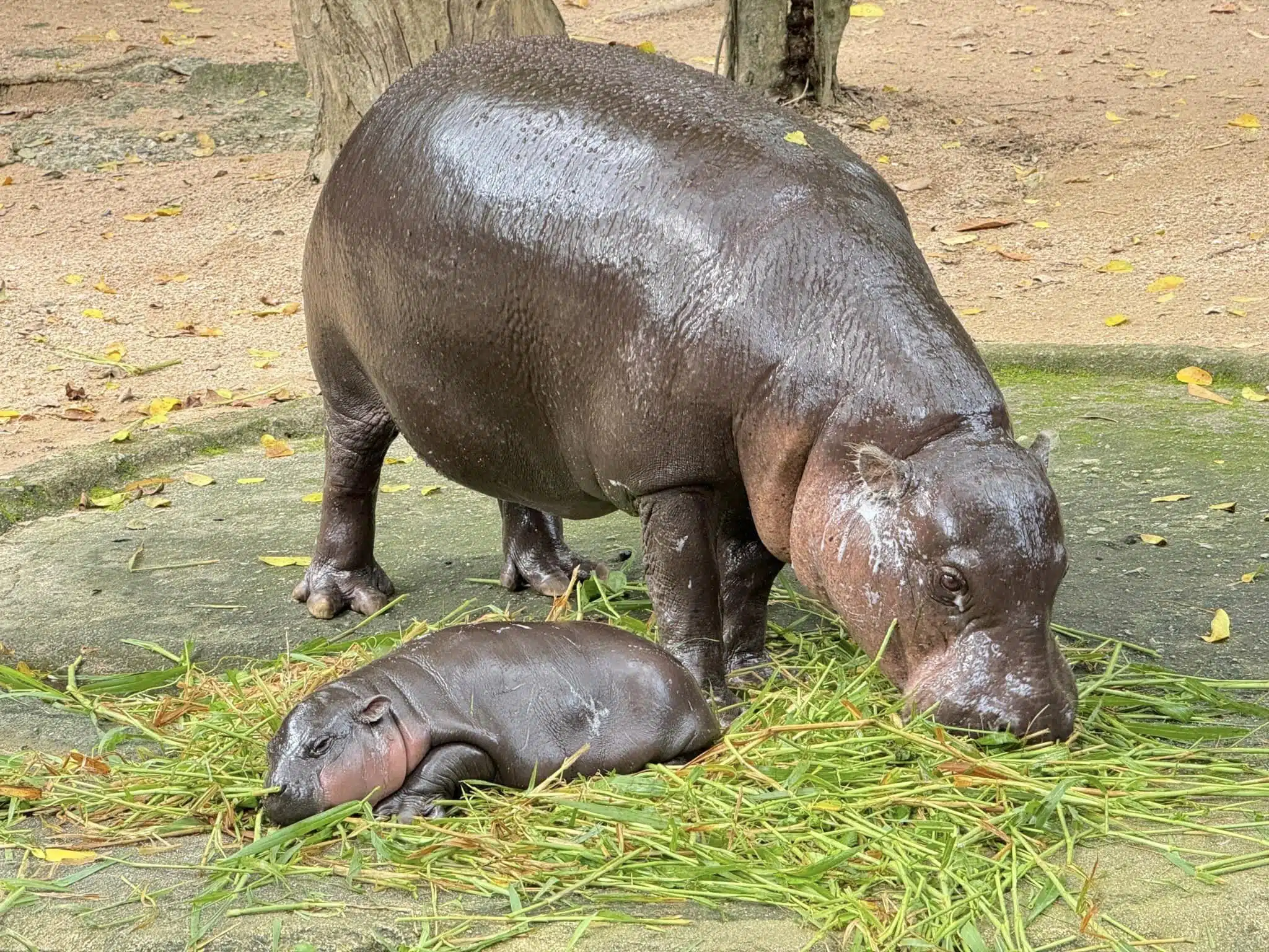 10 เรื่องน่ารู้ 'หมูเด้ง' ฮิปโปแคระ ขวัญใจใหม่ชาวไทย | Thaiger ข่าวไทย