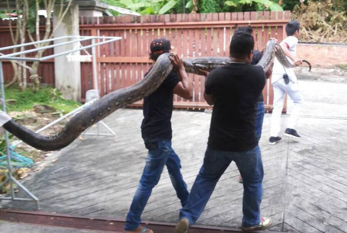 SNAKES! But not all snakes are deadly, most aren't | Thaiger