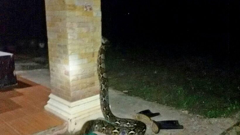 4 metre long python found in goat farm | Thaiger