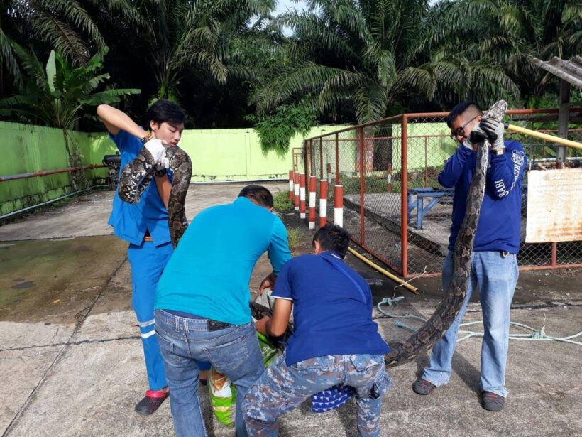 Six metre, duck-eating python caught at a Krabi gas station | The Thaiger