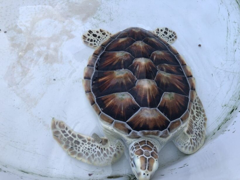 Boon Rawd - the reluctant sea turtle | Thaiger