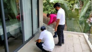 Monkeys barge into new Phuket resort | Thaiger