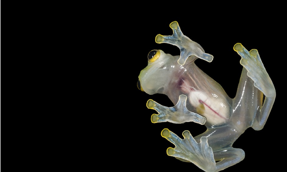 Jon Whitman, Author at Thaiger