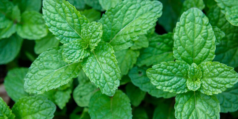 Best plants to repel mosquitoes in Thailand | Thaiger