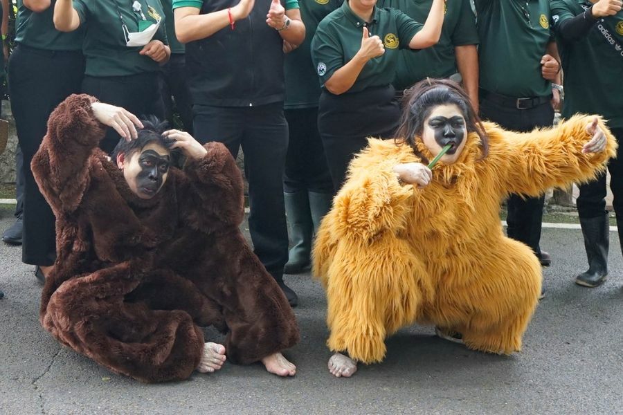 Monkey business alert: Chiang Mai Zoo stages emergency drill as gibbons ...