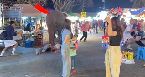 Elephant panic at Nakhon Phanom fair injures five people (video) | Thaiger