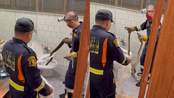 Midnight horror: Man finds giant python coiled in toilet bowl | Thaiger